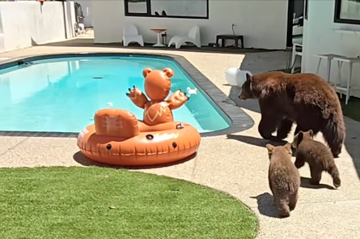 Bear Takes A Dip In Socal Pool With Cubs In Tow Cuteness Overload Monrovia Ca Patch